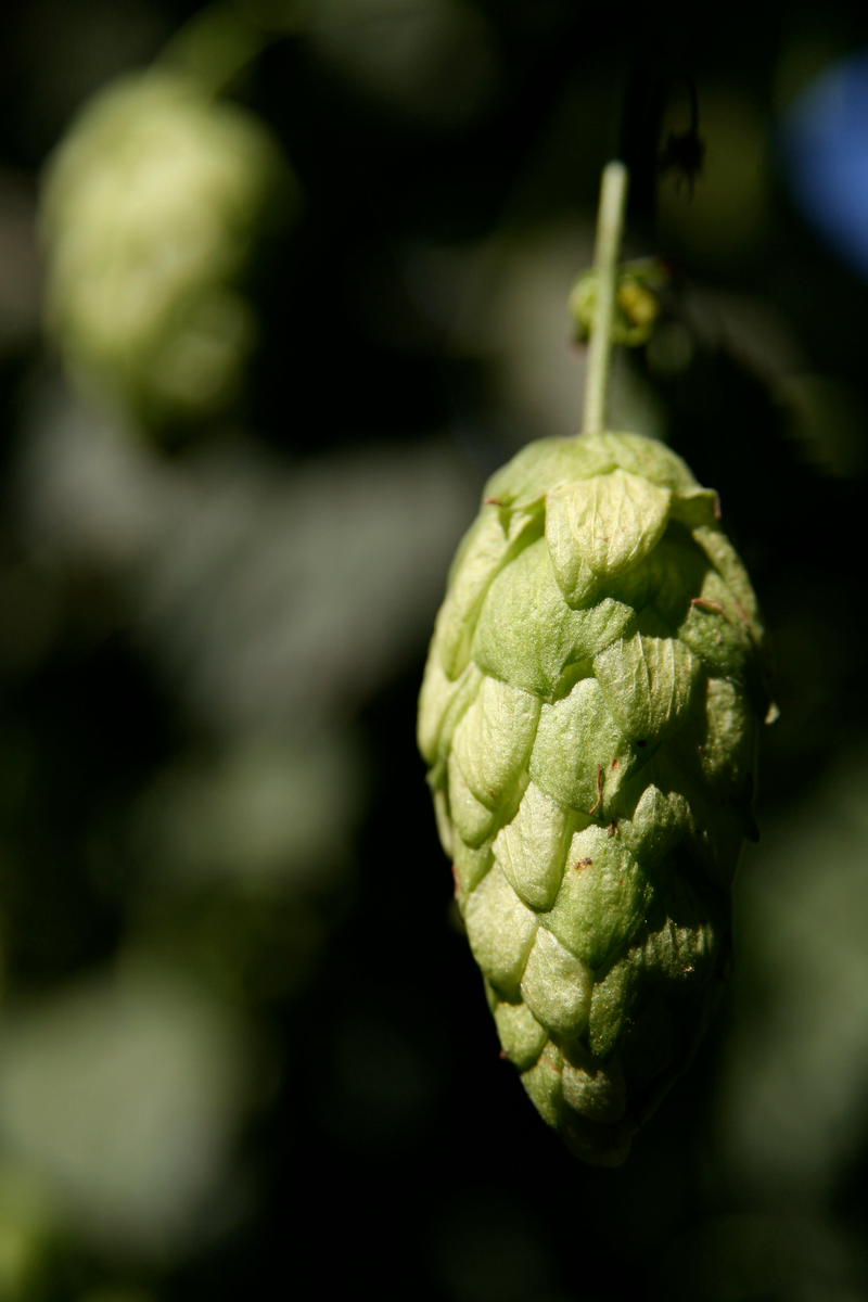 Indie Hops® | Upperleft Co.